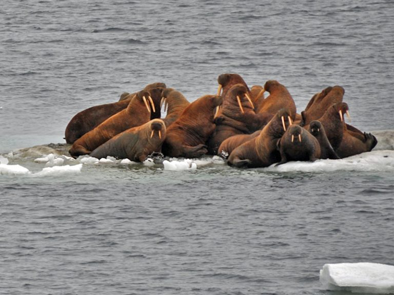 Wrangel Island Archives - Polar Routes Blog